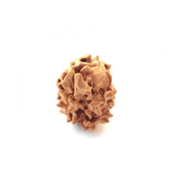 3 Mukhi Rudraksha - Very powerful original and lab certified rudraksha.