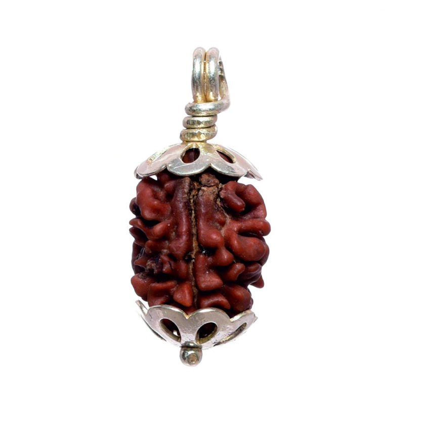 3 Mukhi Rudraksha Pendent - Very powerful original and lab certified ...